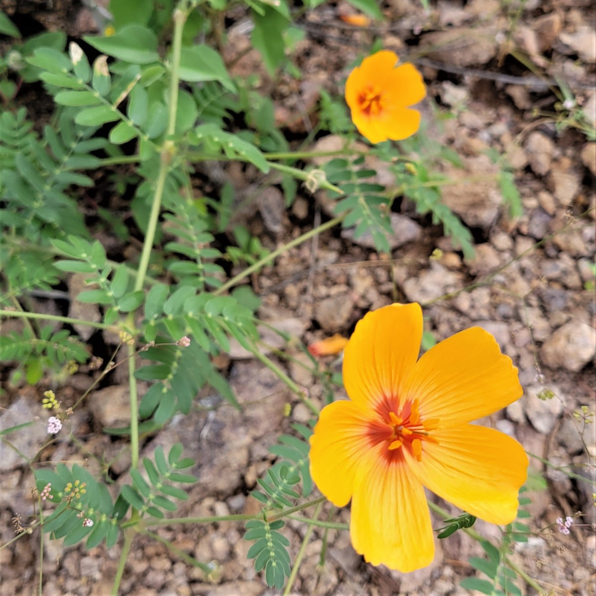 Monsoon Emergence – Conversant